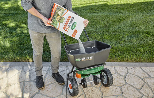 How to Get Rid of Chinch Bugs