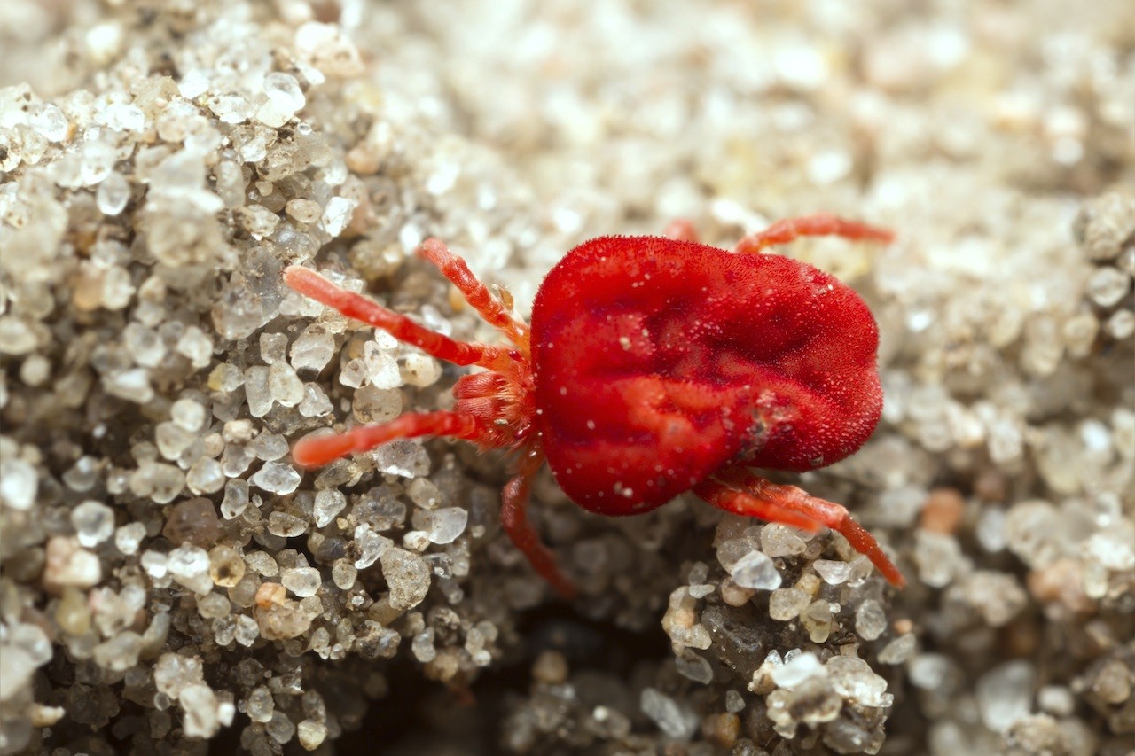 How to Get Rid of Clover Mites: Everything You Need to Know