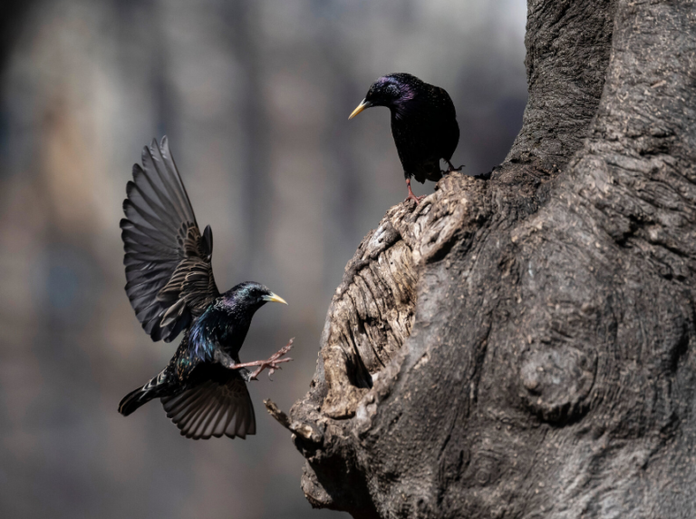 How to Get Rid of Starlings: Everything You Need to Know