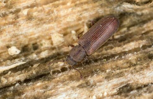 How to Get Rid of Powder Post Beetles in House