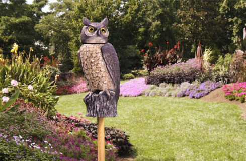 How to Get Rid of Pigeons: 6 Ways to Drive Them Away