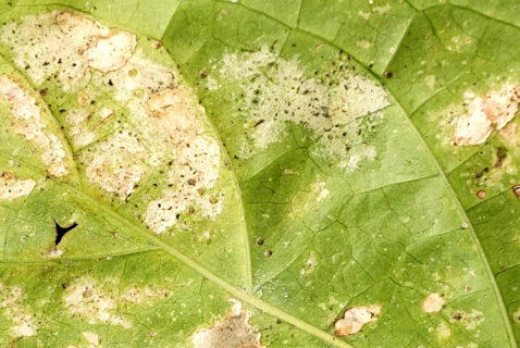 How to Get Rid of Thrips: Everything You Need to Know