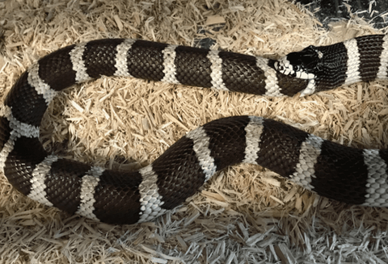 Why Do Snakes Eat Themselves: 6 Main Reasons