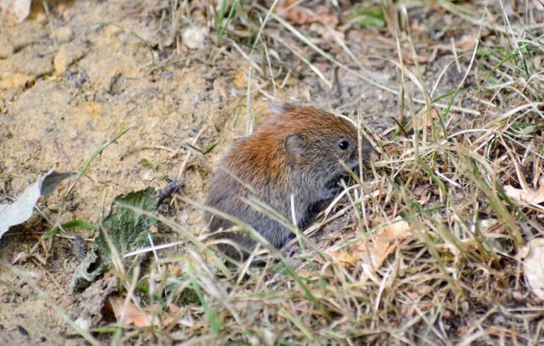 Voles vs. Moles: How are They Different?