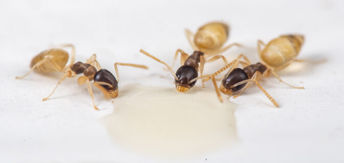 How to Get Rid Of Ghost Ants: Proven Methods