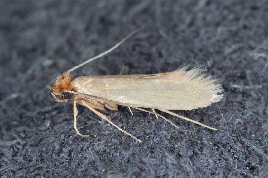 How Long Does a Moth Live? Average Lifespan and Life Cycle