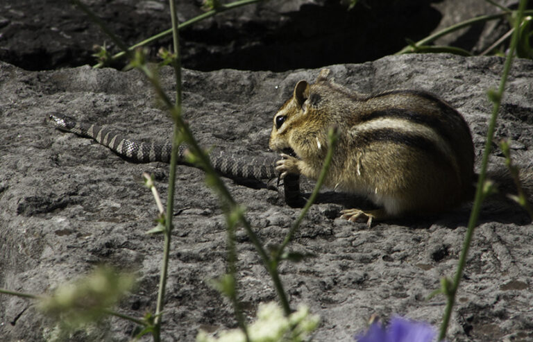 What Do Chipmunks Eat? Here's the Answer!