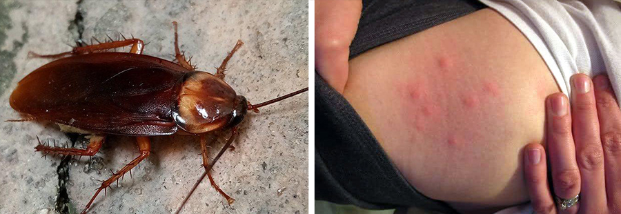 Do Cockroaches Bite: Here's the Answer