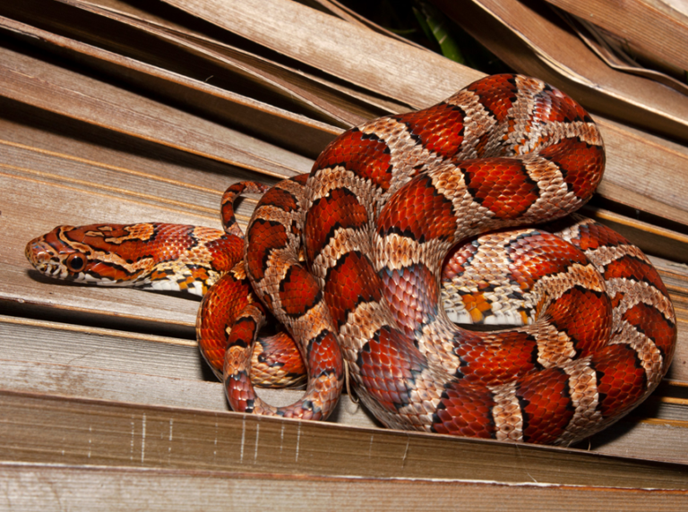 How Fast Can a Snake Move: From Fastest to Slowest Types