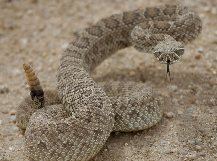 How Fast Can a Snake Move: From Fastest to Slowest Types