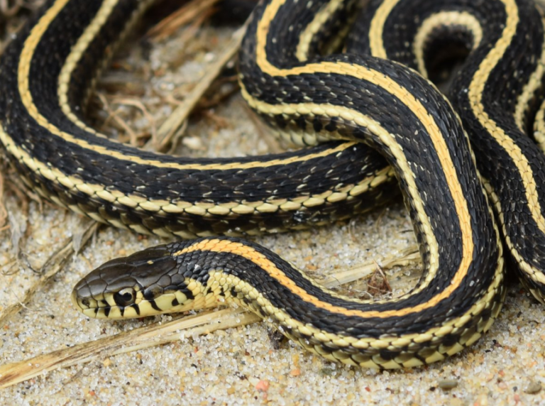 How Fast Can a Snake Move: From Fastest to Slowest Types