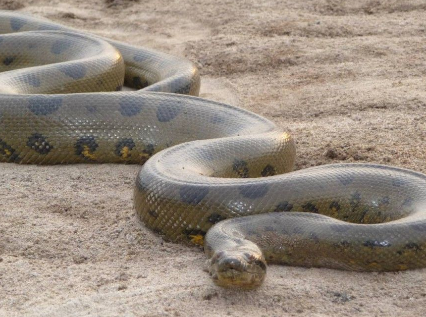 How Fast Can a Snake Move: From Fastest to Slowest Types