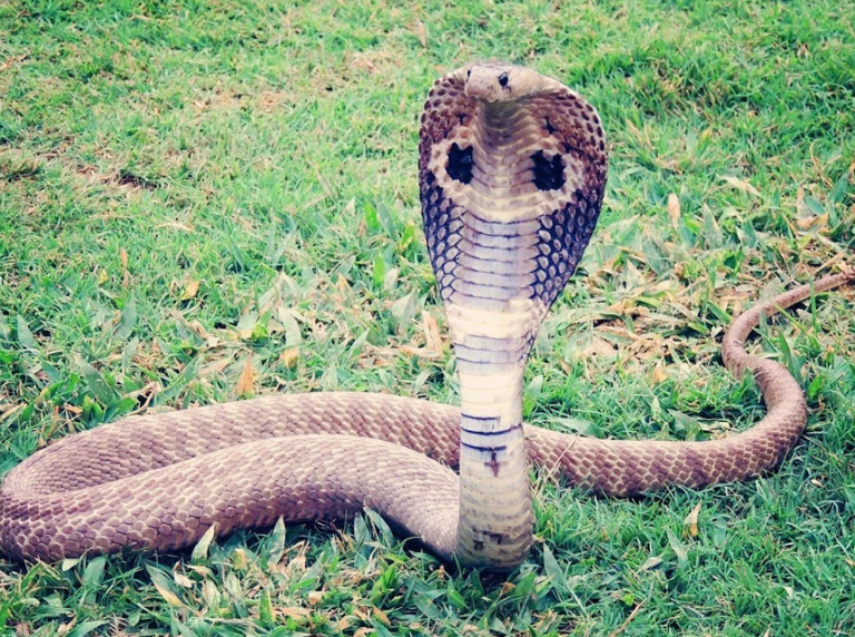 How Fast Can a Snake Move: From Fastest to Slowest Types