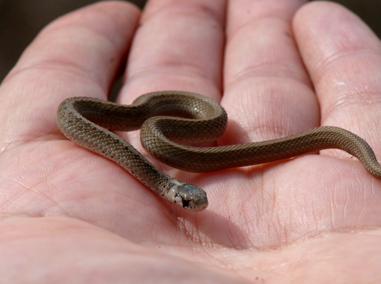 How Fast Can a Snake Move: From Fastest to Slowest Types